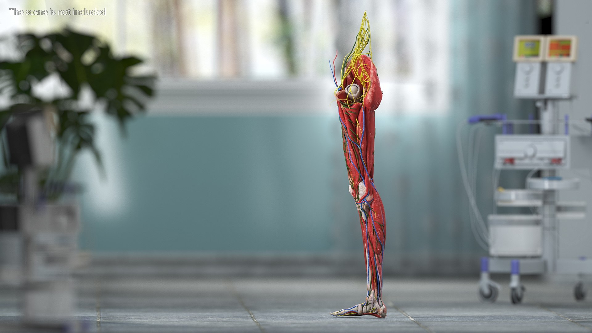 3D Young Man Anatomy Right Leg model - TurboSquid 1838624