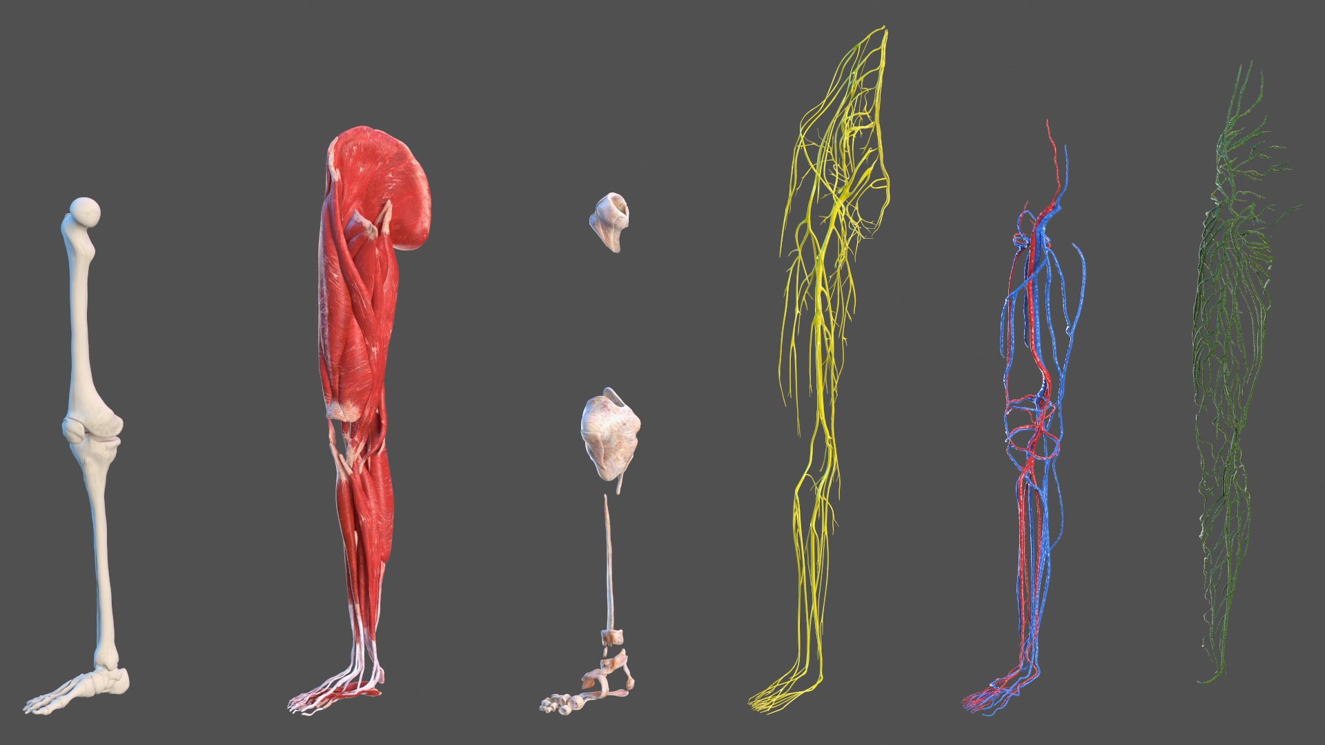 3D Young Man Anatomy Right Leg model - TurboSquid 1838624