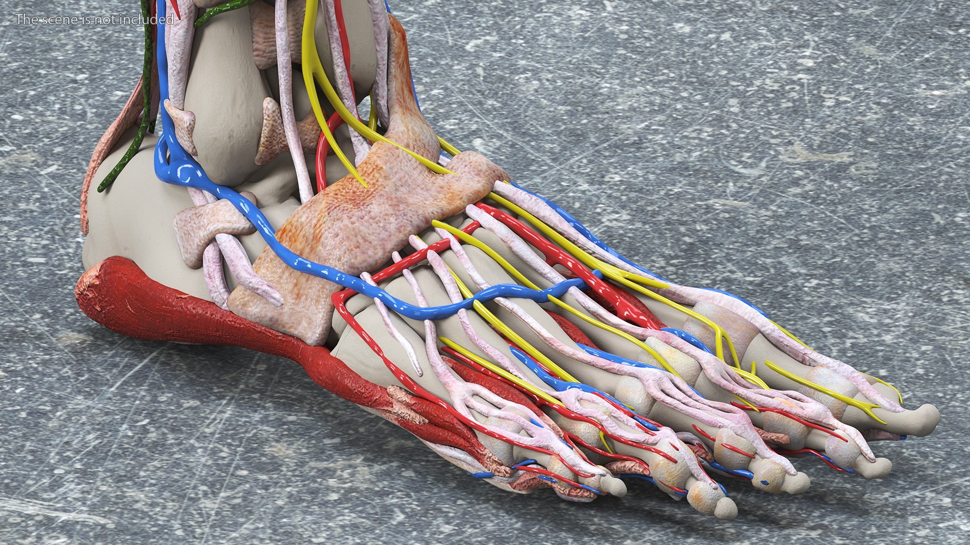 3D Young Man Anatomy Right Leg model - TurboSquid 1838624