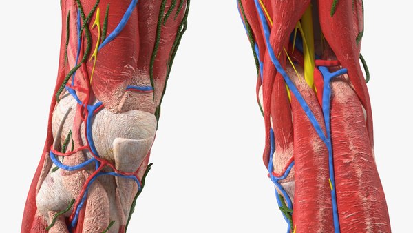 modelo 3d joven, anatomía, pierna derecha - TurboSquid 1838624