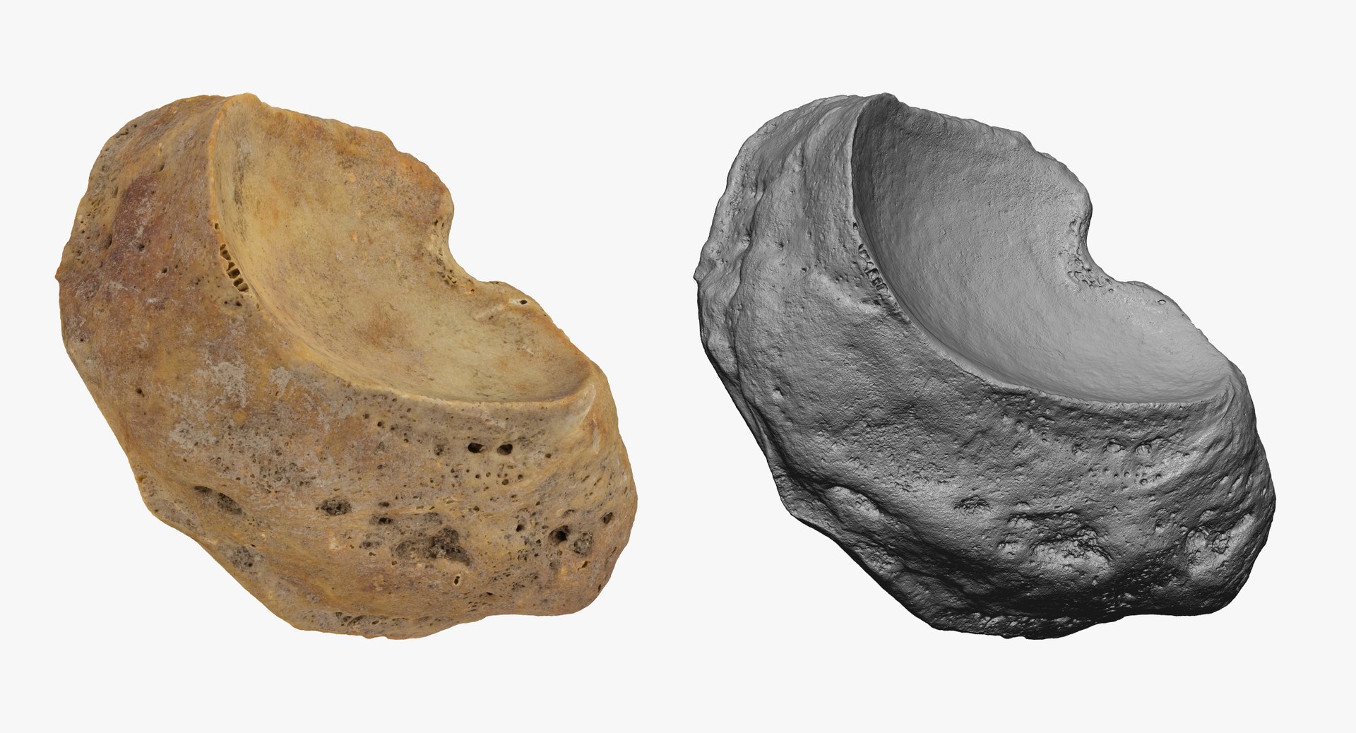 Nevicular Bone 01 Raw 3D Model - TurboSquid 1553315