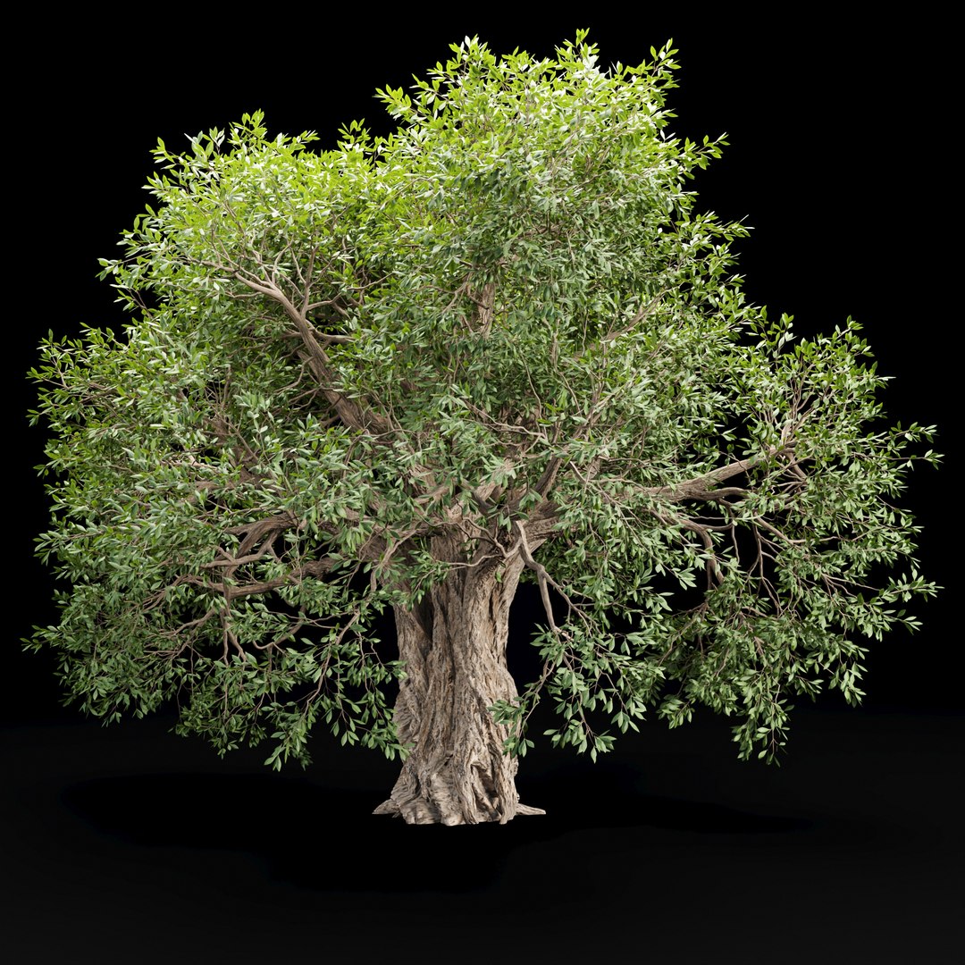 3D Mysterious Tree Vol 251-3dmodel Model - TurboSquid 2186168