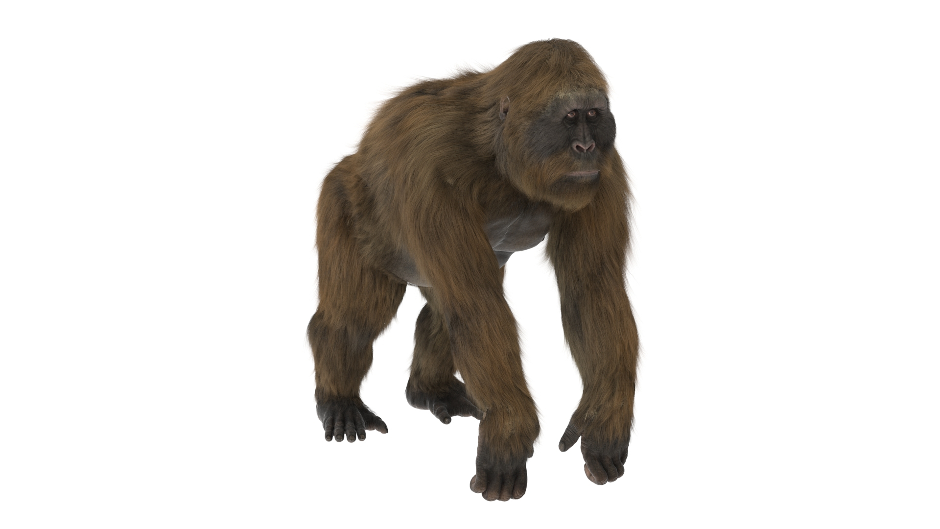 3D Model Gigantopithecus Stands On Four Limbs Fur - TurboSquid 2311405