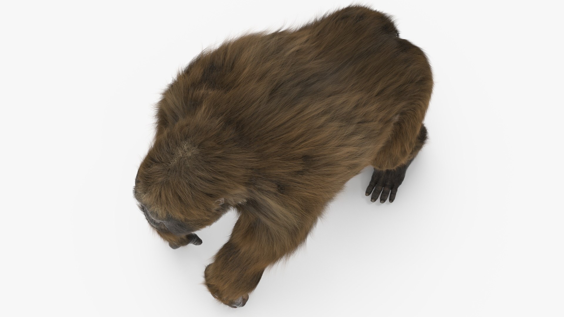 3D Model Gigantopithecus Stands On Four Limbs Fur - TurboSquid 2311405