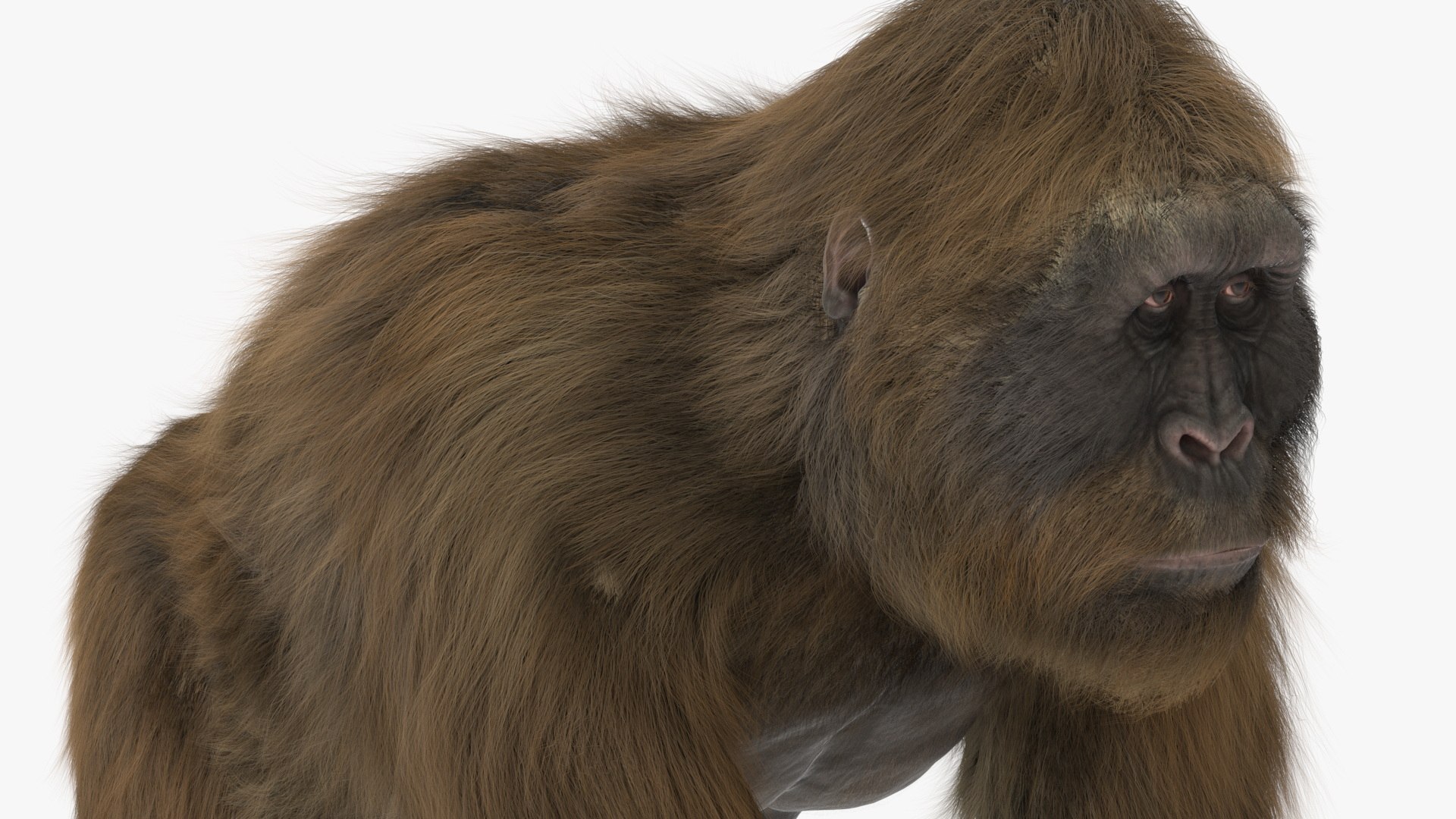 3D Model Gigantopithecus Stands On Four Limbs Fur - TurboSquid 2311405
