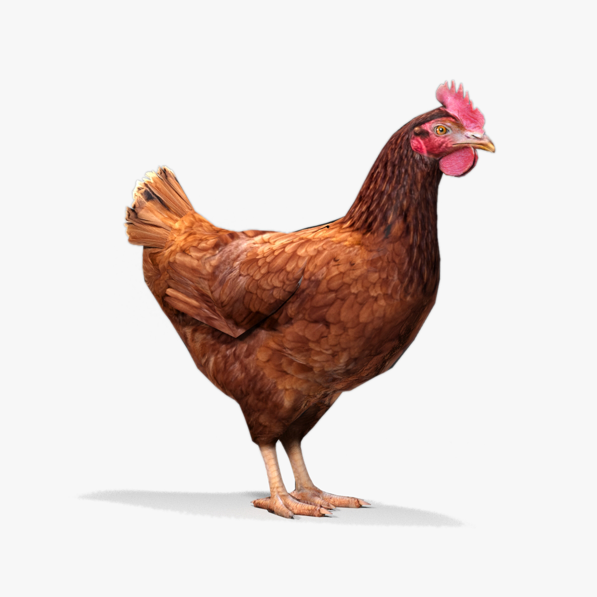 modelo 3d Pollo - TurboSquid 1579981