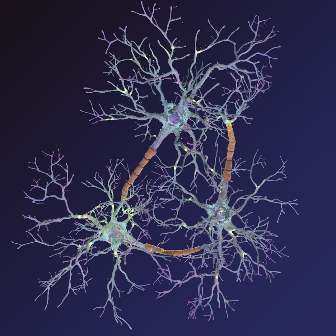 neurons synapses myelin c4d