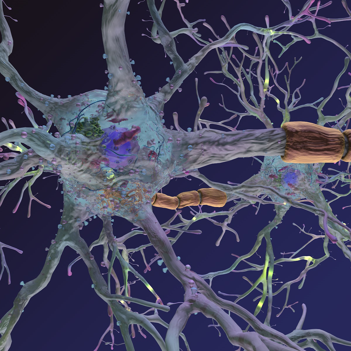 neurons synapses myelin c4d