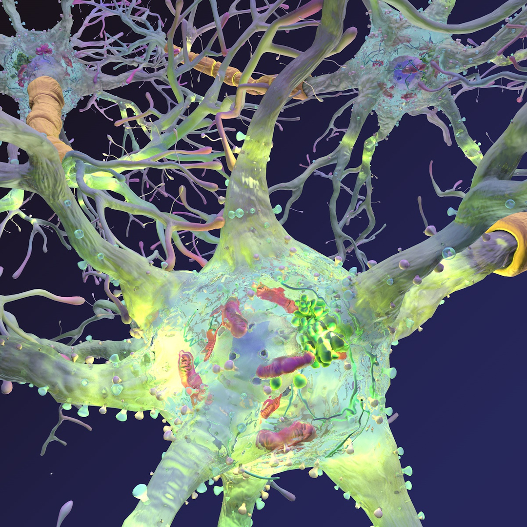 Neurons Synapses Myelin C4d