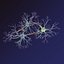 Neurons Synapses Myelin C4d
