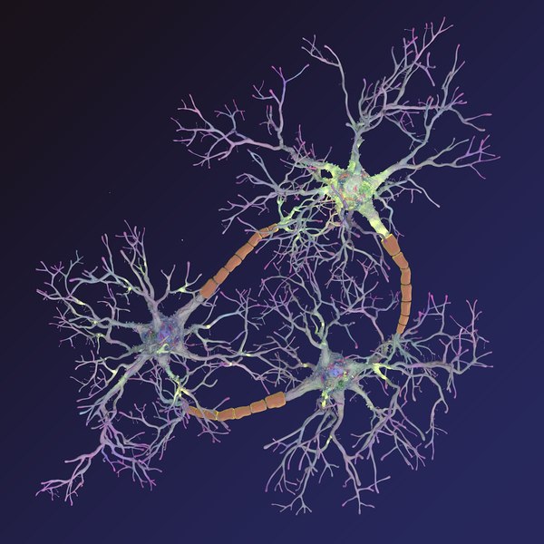 neurons synapses myelin c4d