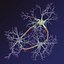 Neurons Synapses Myelin C4d