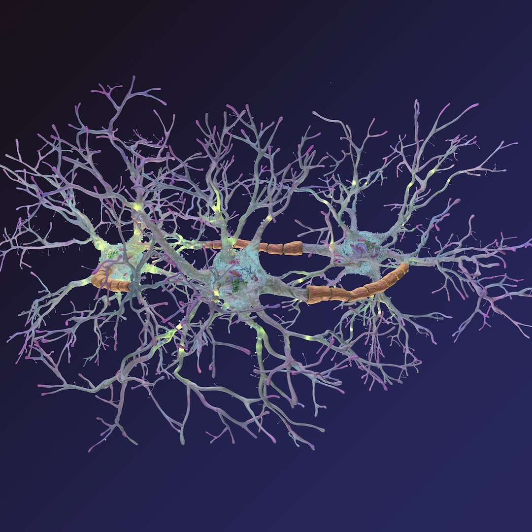 neurons synapses myelin c4d