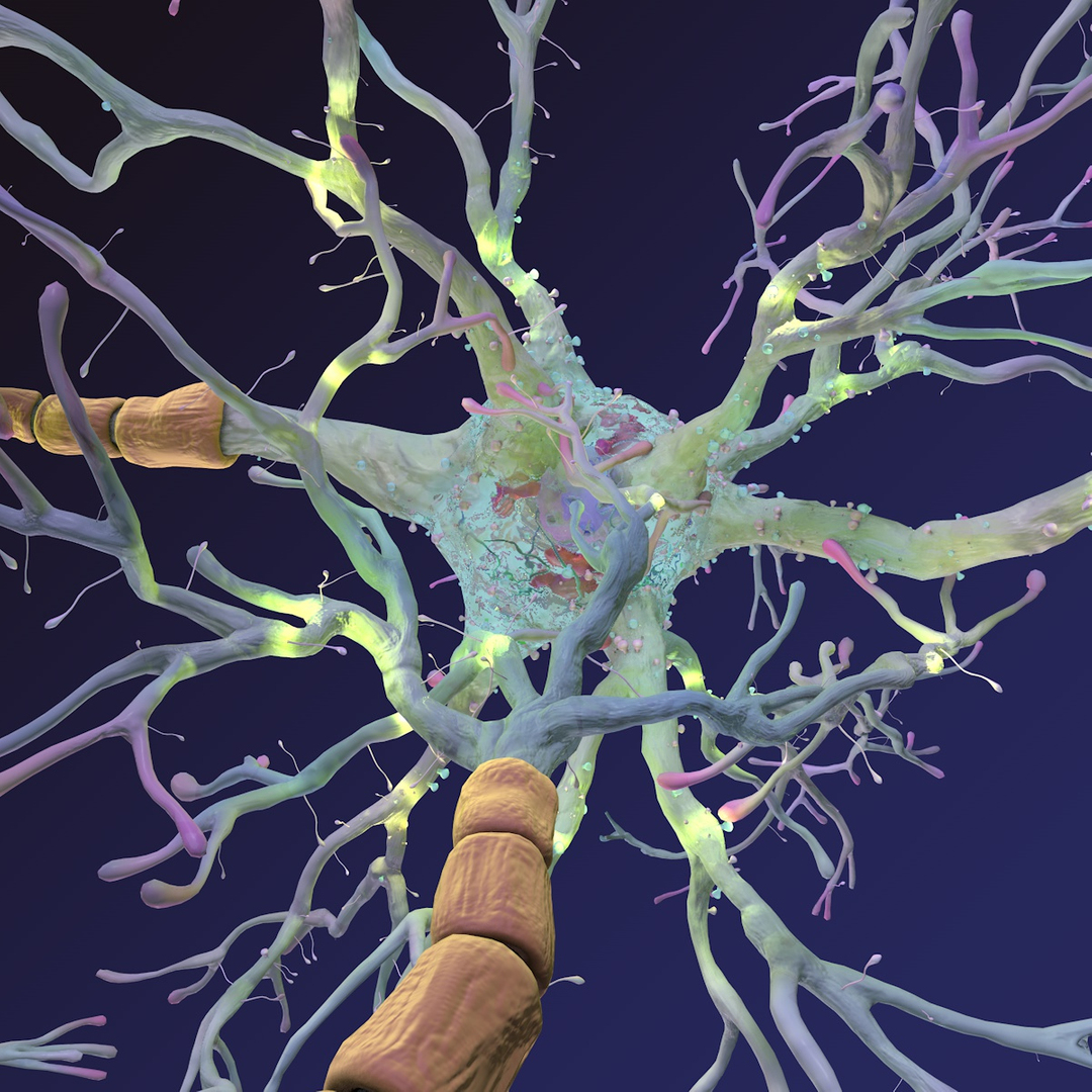 neurons synapses myelin c4d