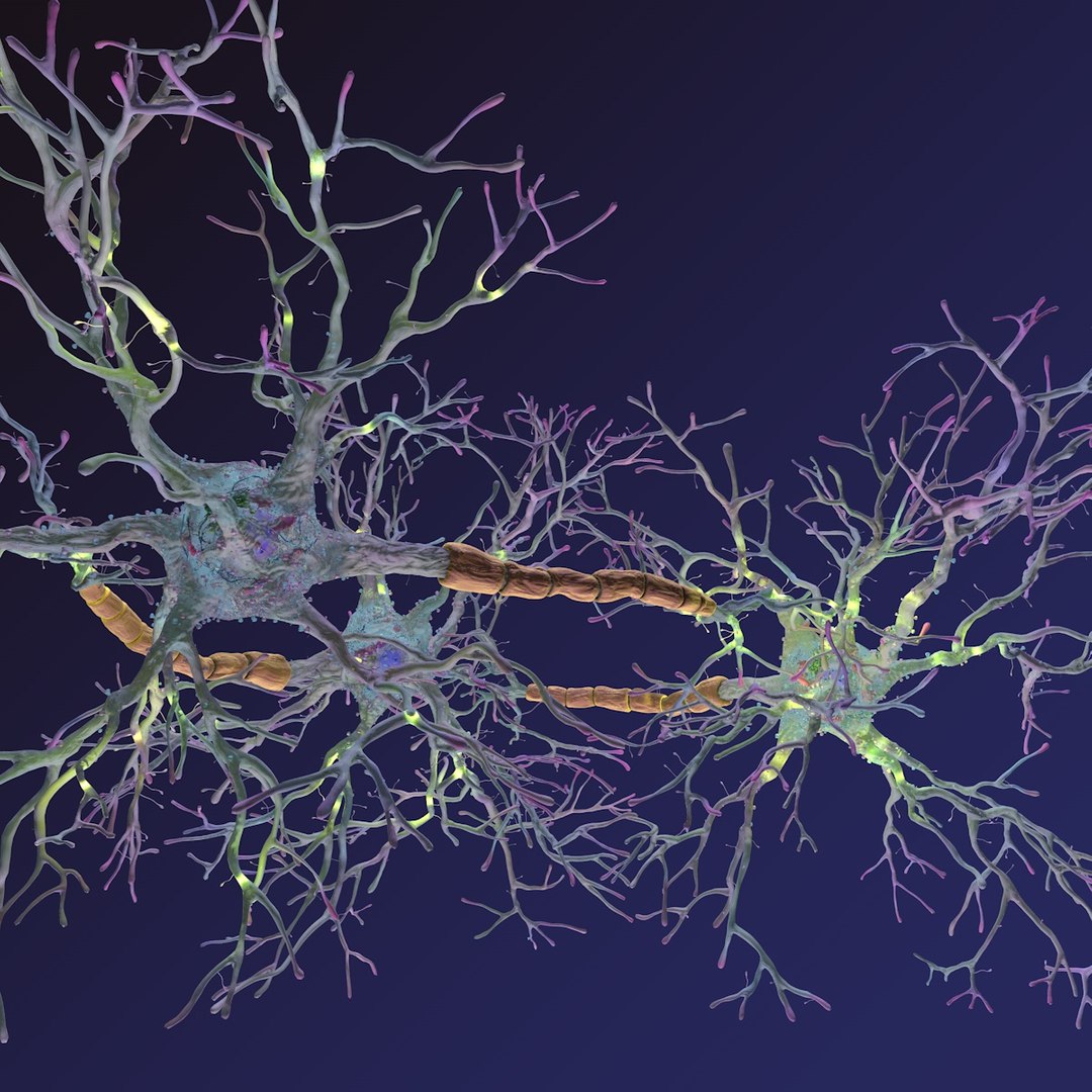 neurons synapses myelin c4d