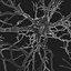 Neurons Synapses Myelin C4d