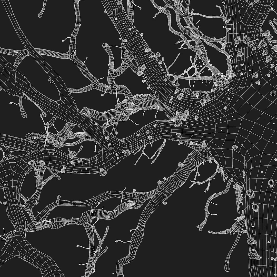 neurons synapses myelin c4d