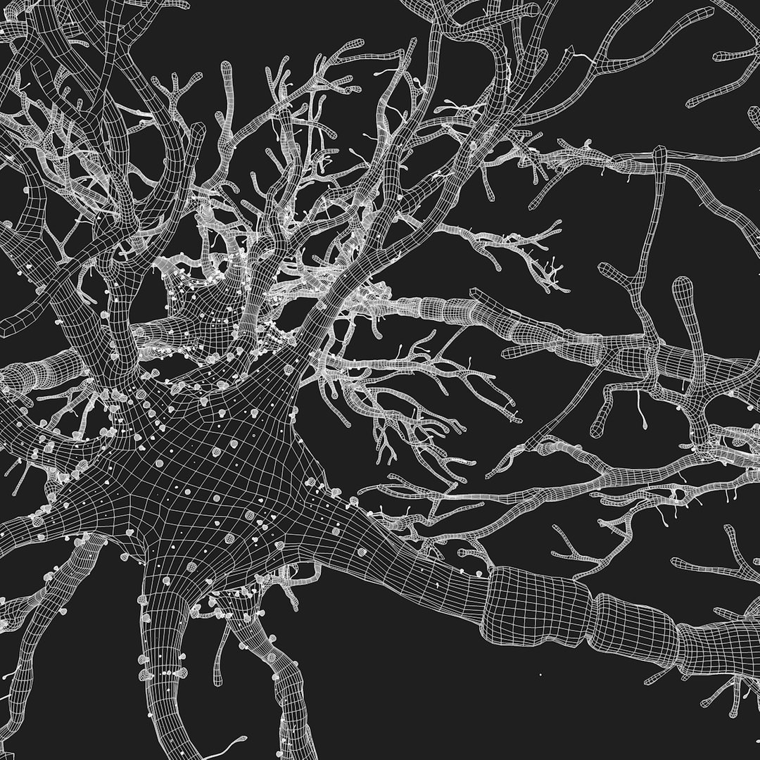 neurons synapses myelin c4d