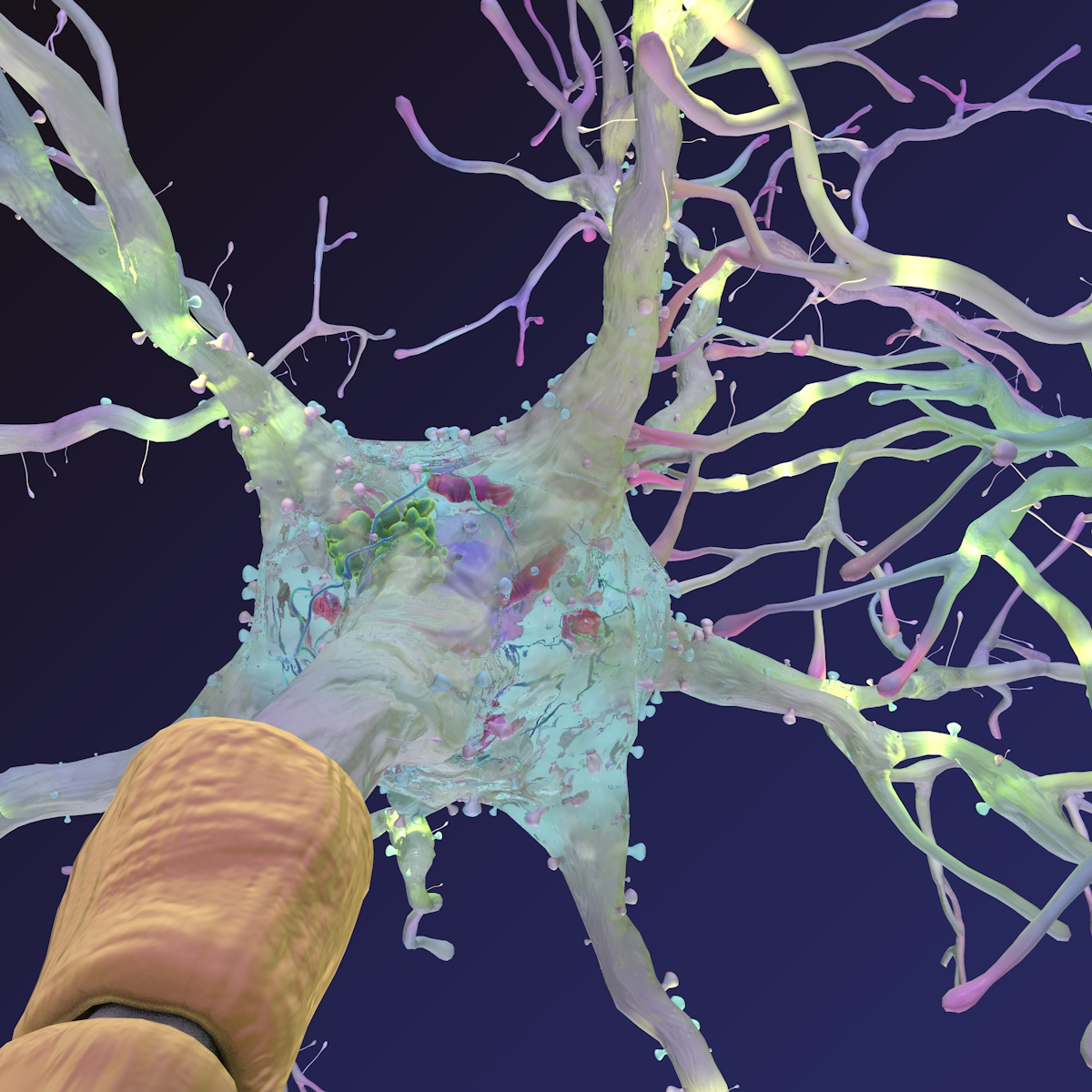 neurons synapses myelin c4d