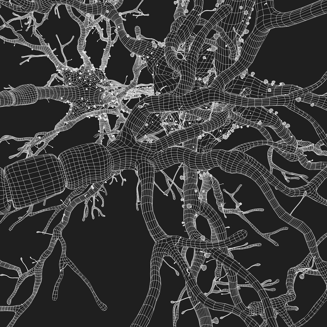 neurons synapses myelin c4d