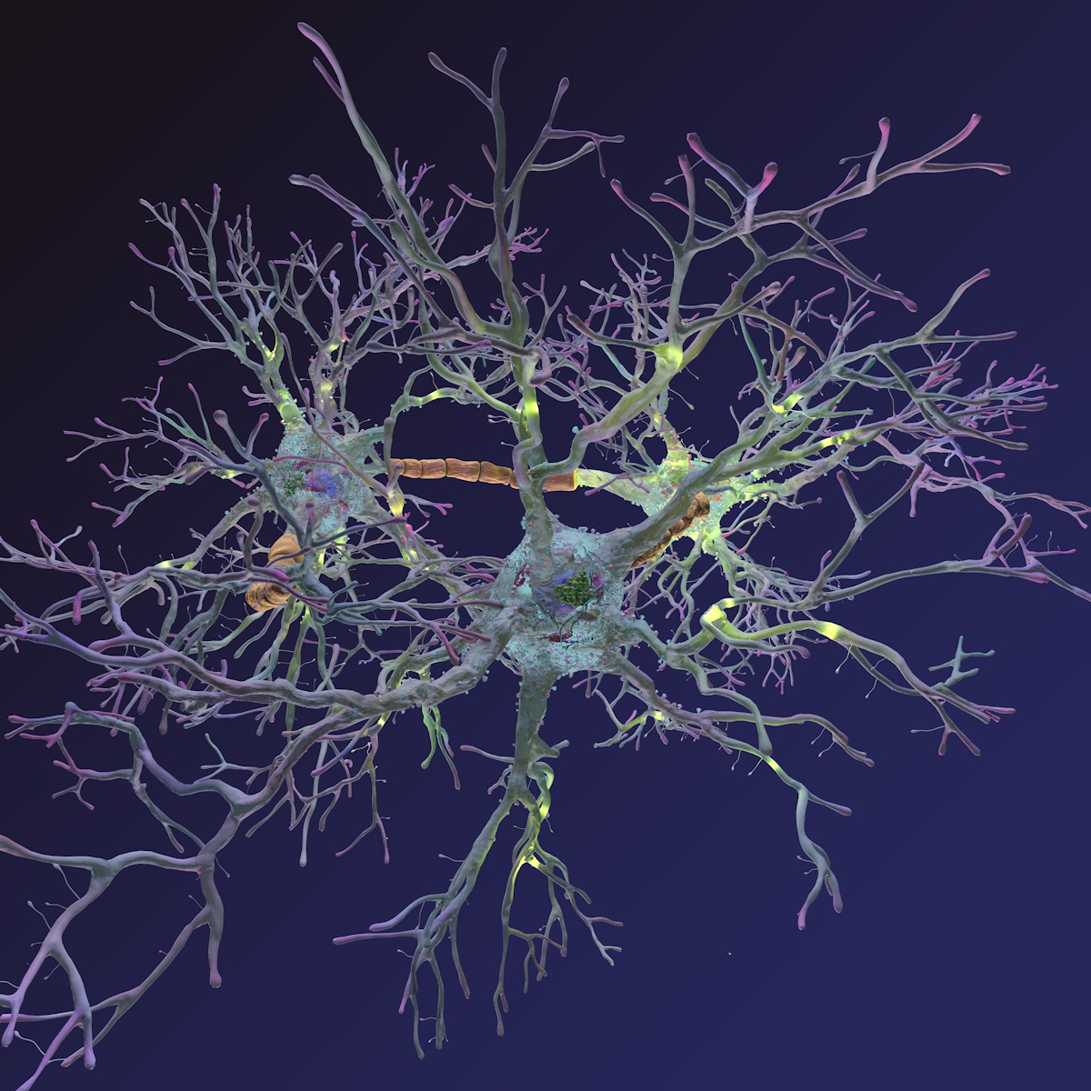 neurons synapses myelin c4d