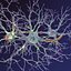 Neurons Synapses Myelin C4d