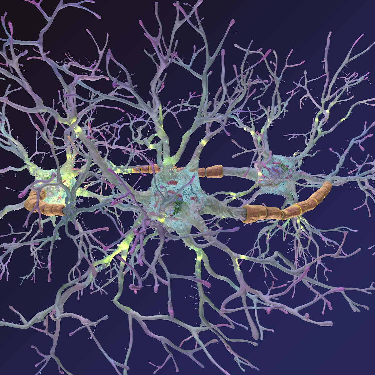 neurons synapses myelin c4d
