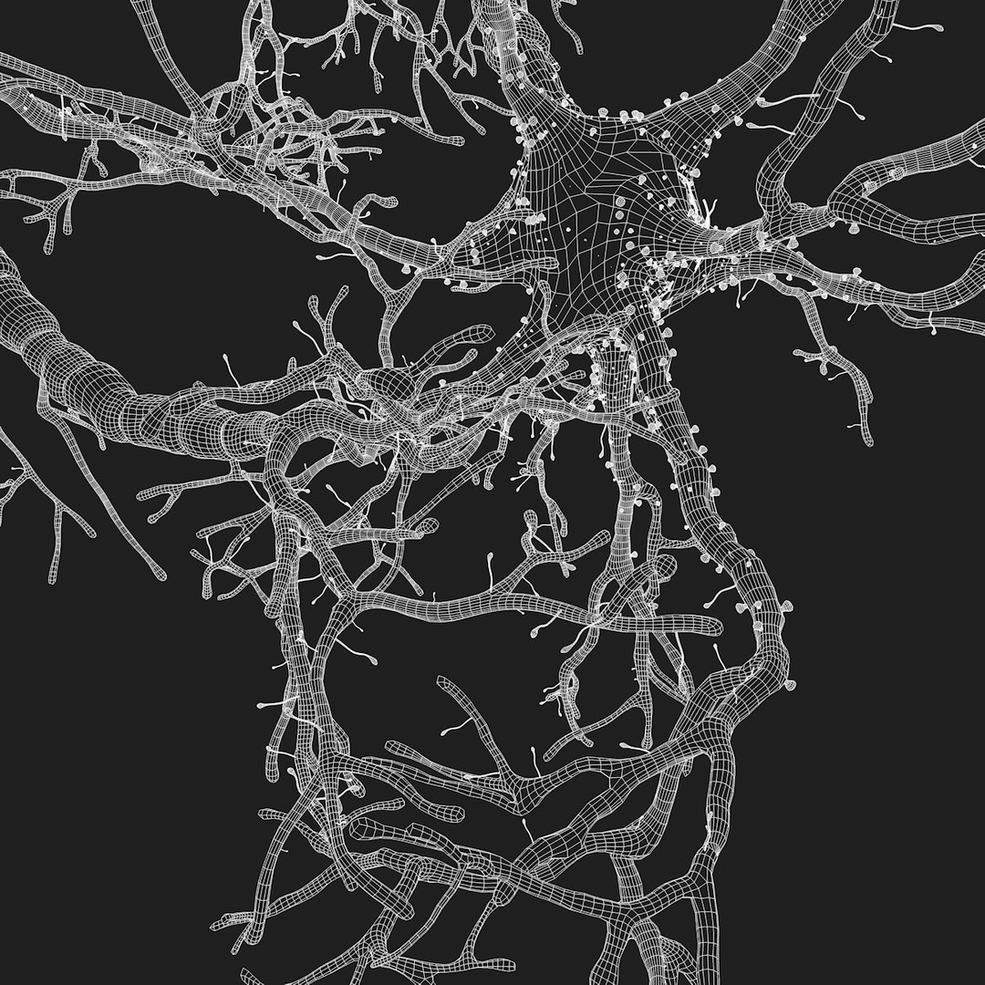 neurons synapses myelin c4d