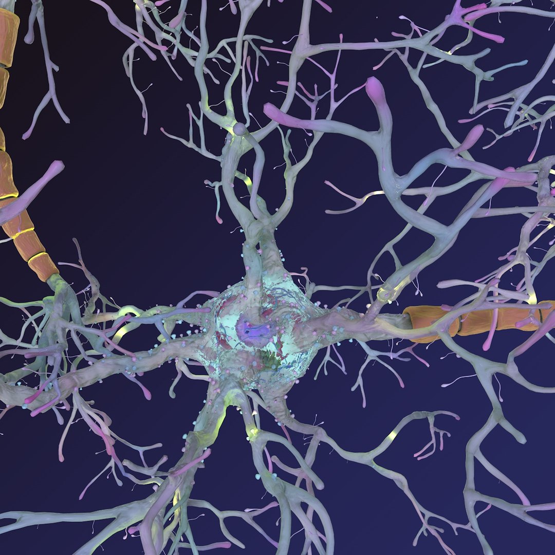 neurons synapses myelin c4d
