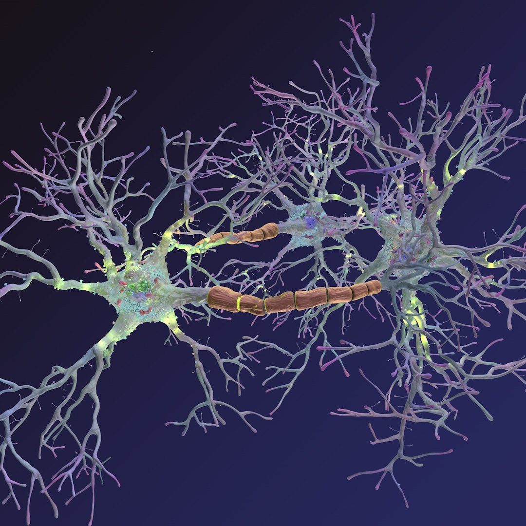 neurons synapses myelin c4d