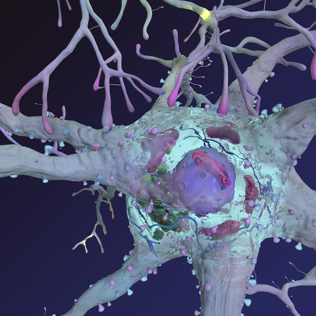 neurons synapses myelin c4d