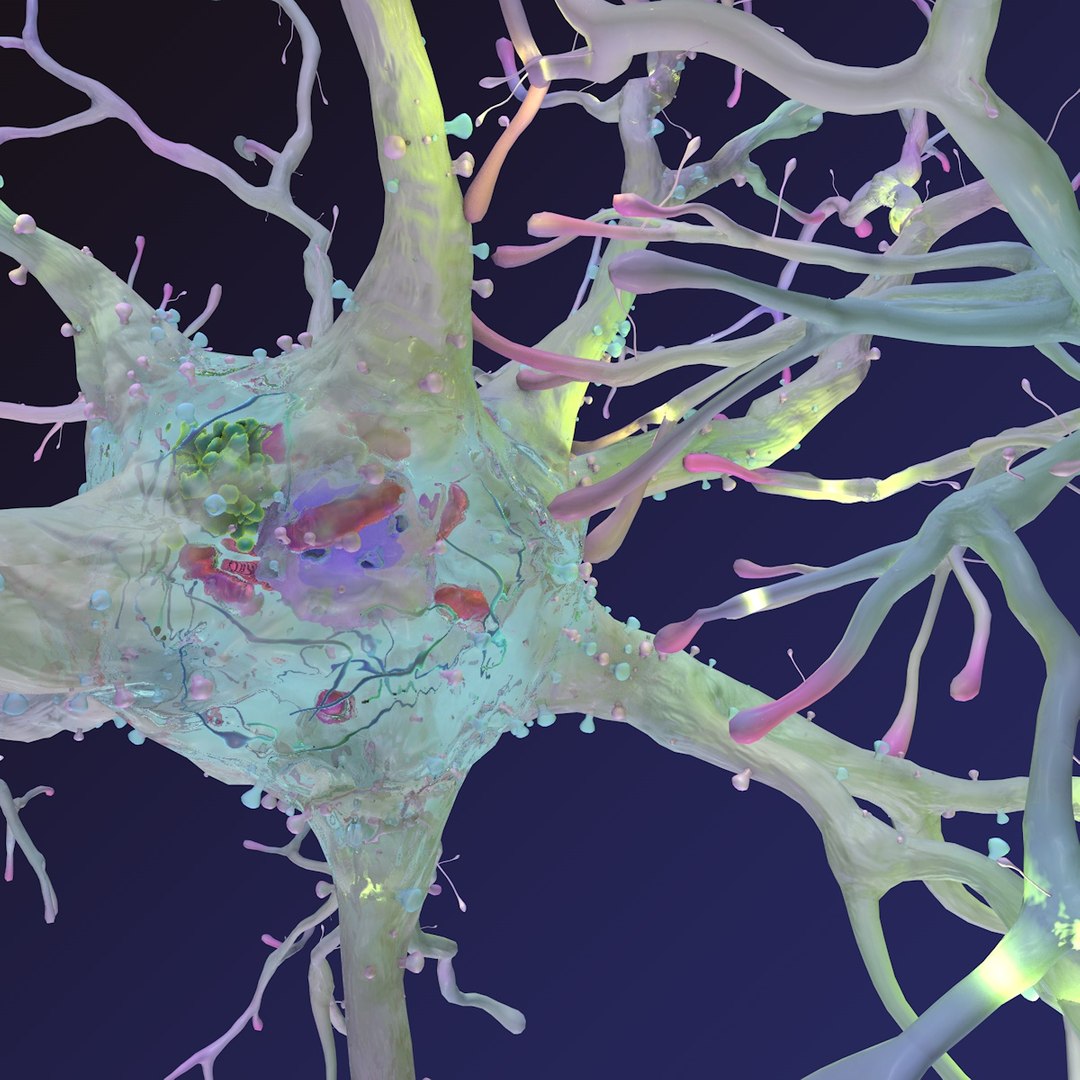 neurons synapses myelin c4d