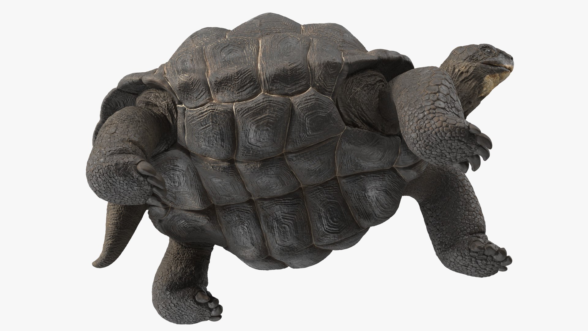Turtles Collection 5 3D Model - TurboSquid 2204268