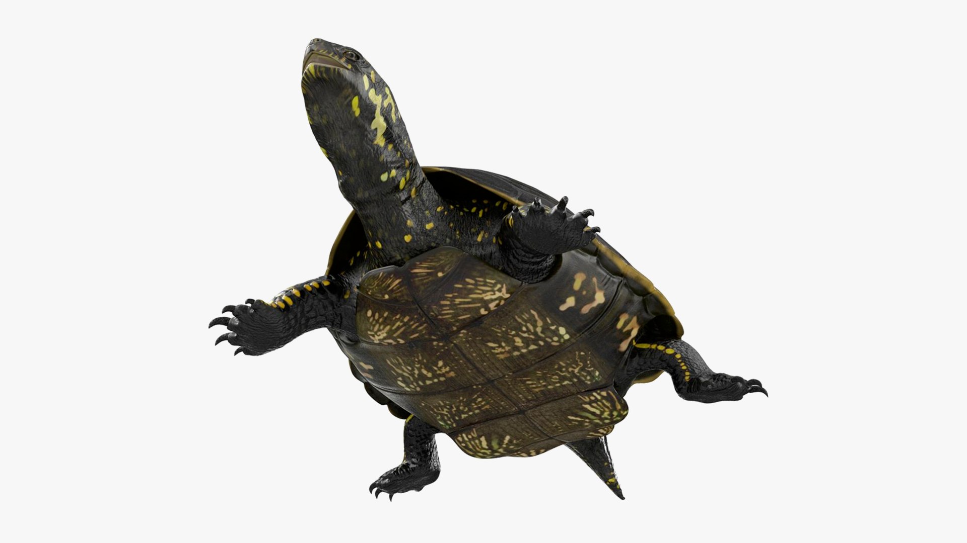 Turtles Collection 5 3D Model - TurboSquid 2204268