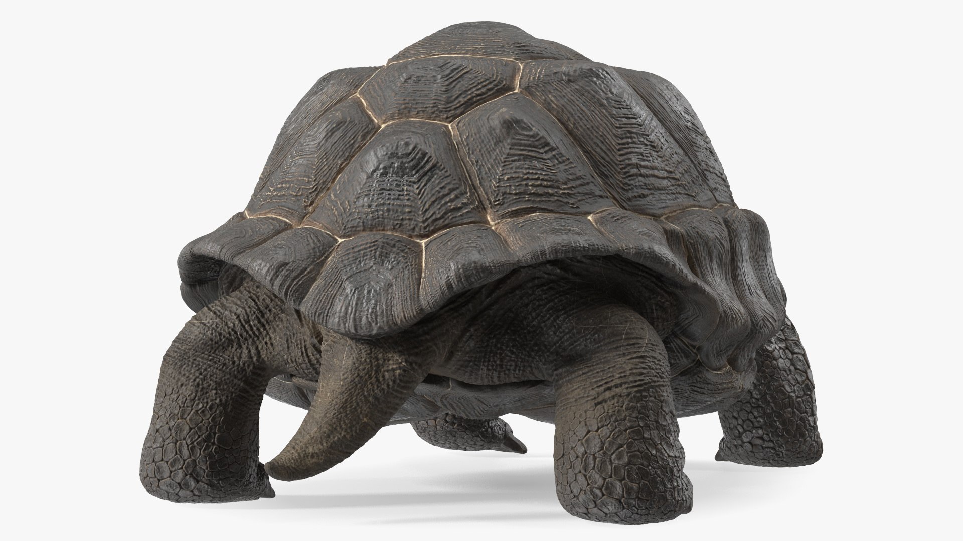 Turtles Collection 5 3D Model - TurboSquid 2204268