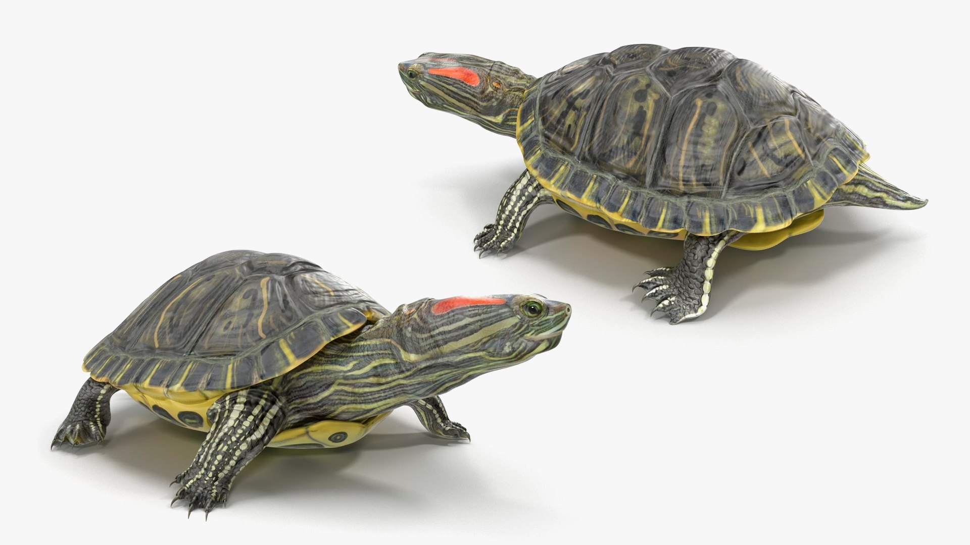 Turtles Collection 5 3D Model - TurboSquid 2204268