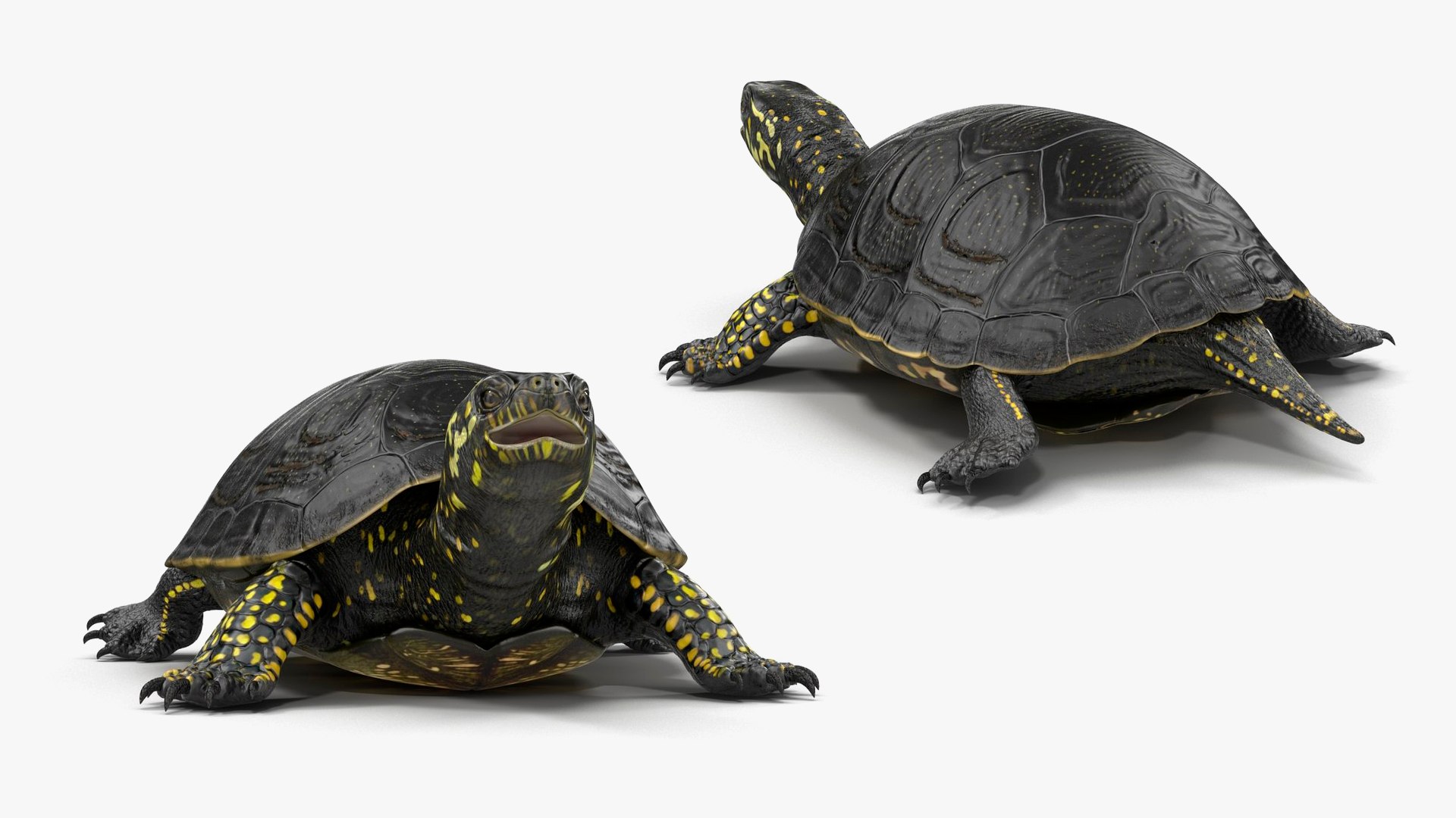 Turtles Collection 5 3D Model - TurboSquid 2204268