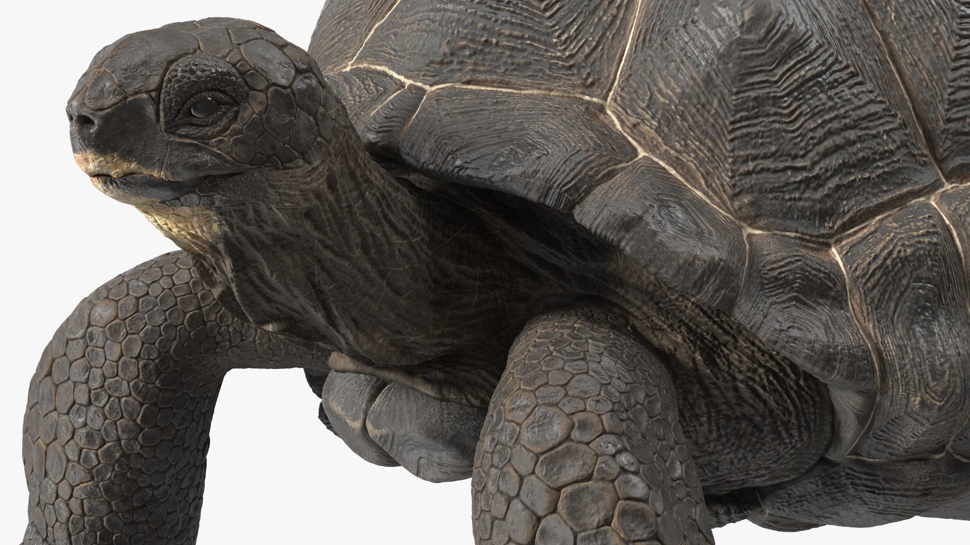 Turtles Collection 5 3D Model - TurboSquid 2204268