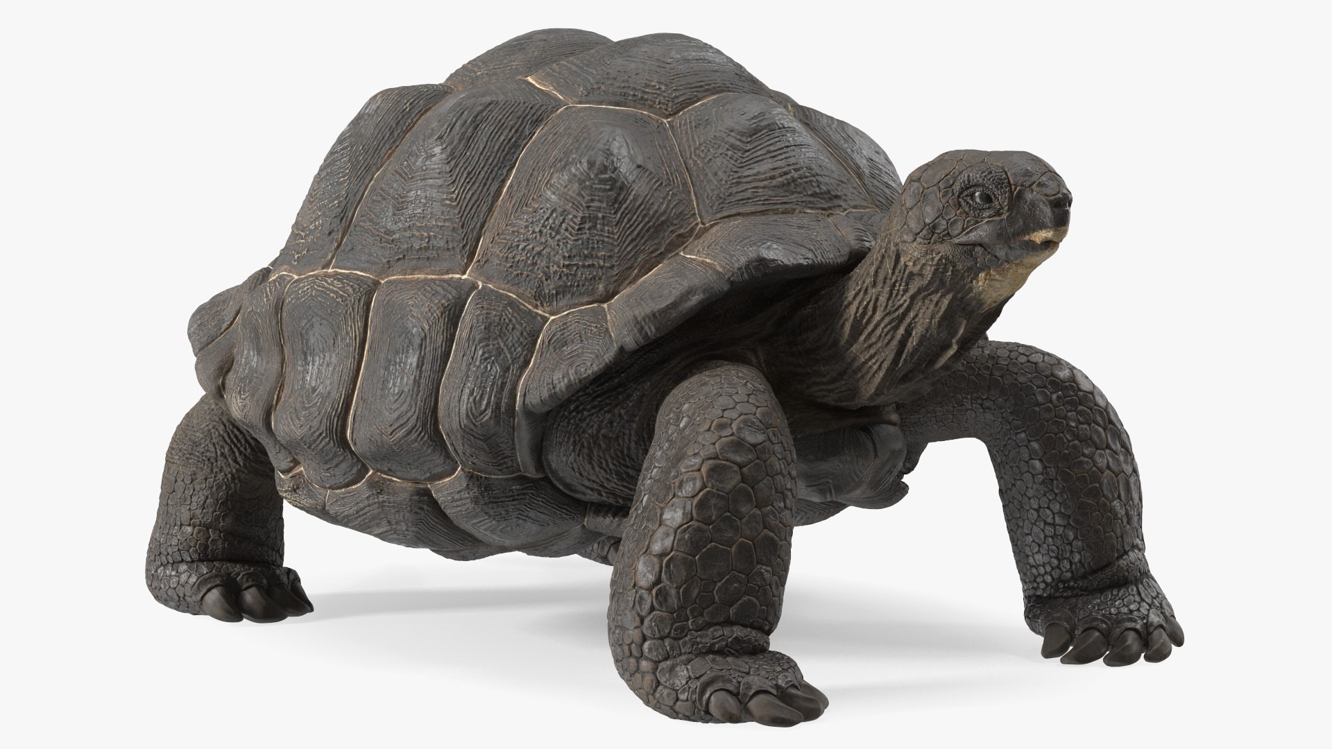Turtles Collection 5 3D Model - TurboSquid 2204268