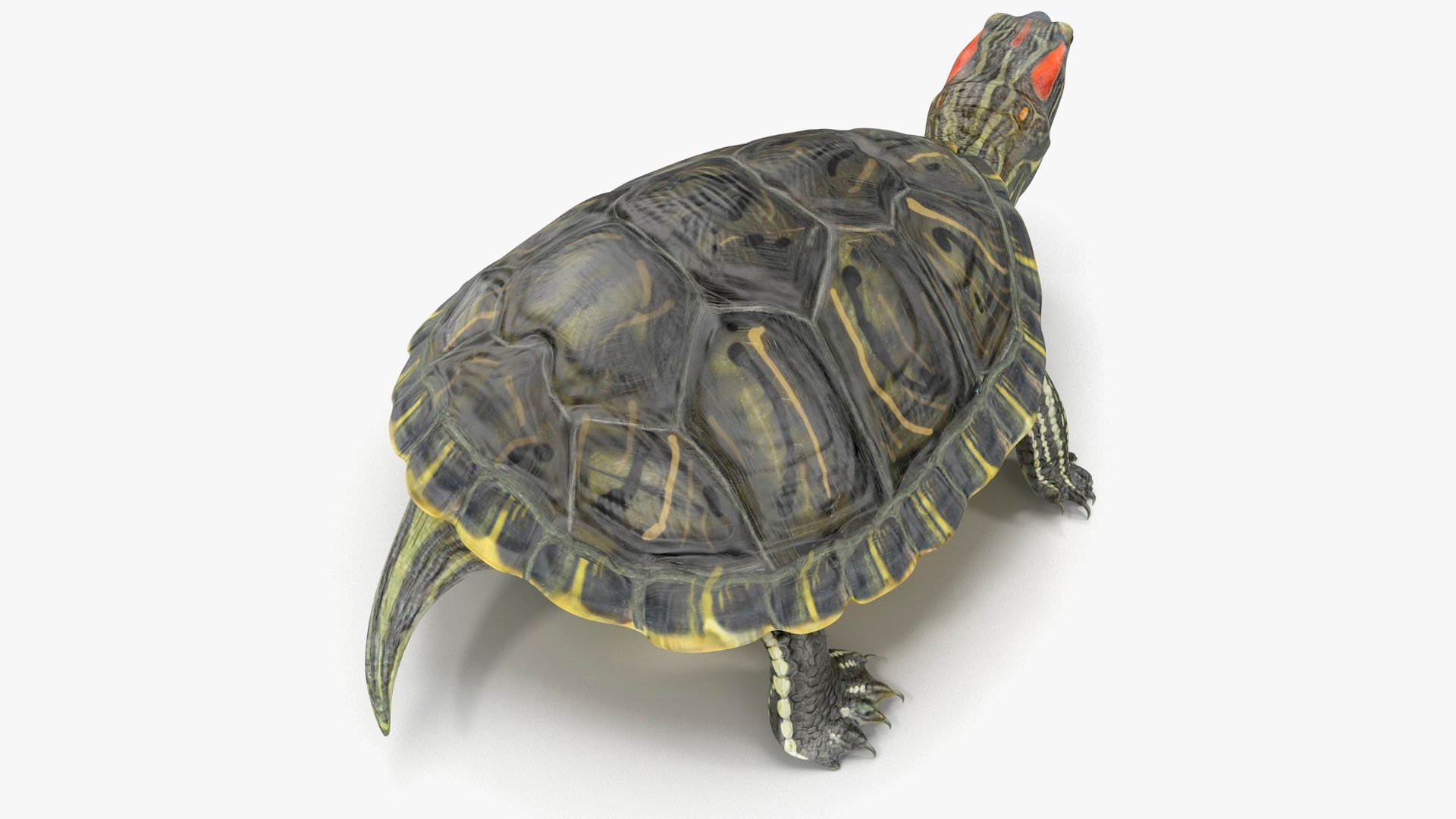 Turtles Collection 5 3D Model - TurboSquid 2204268