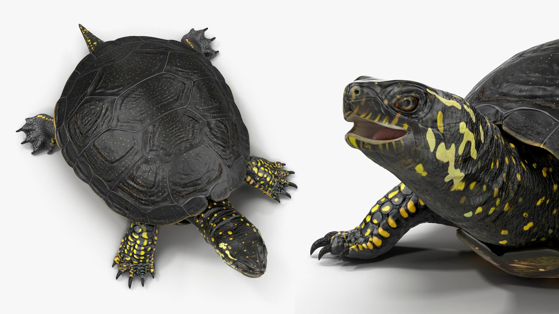 Turtles Collection 5 3D Model - TurboSquid 2204268