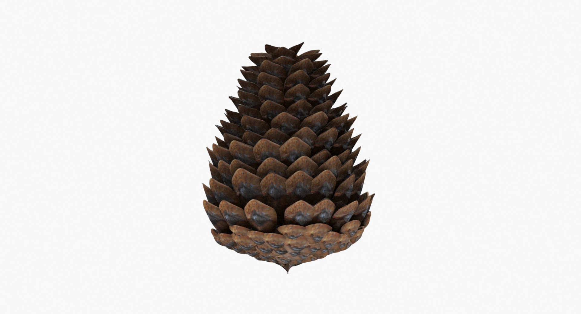 Pine cone 3D model - TurboSquid 1404356