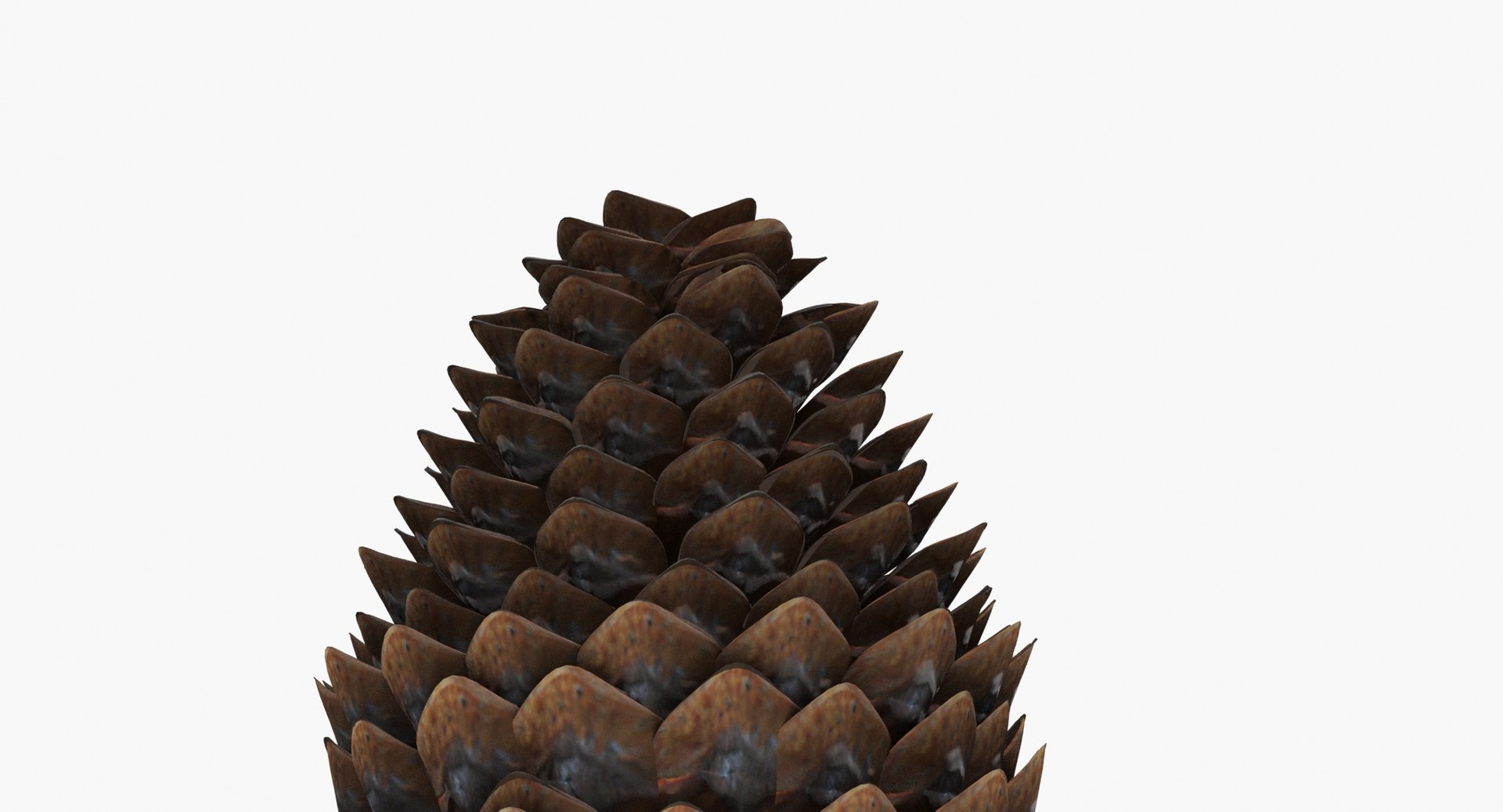 Pine cone 3D model - TurboSquid 1404356