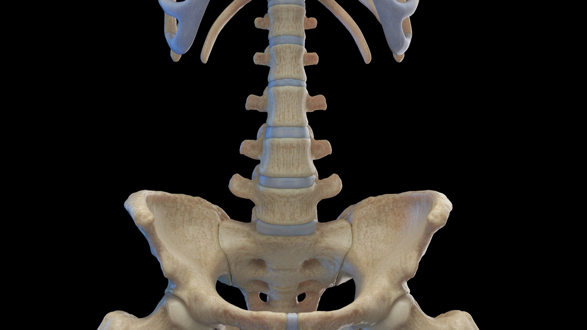 Human Female Skeleton and Muscles Static 3D model - TurboSquid 2063265