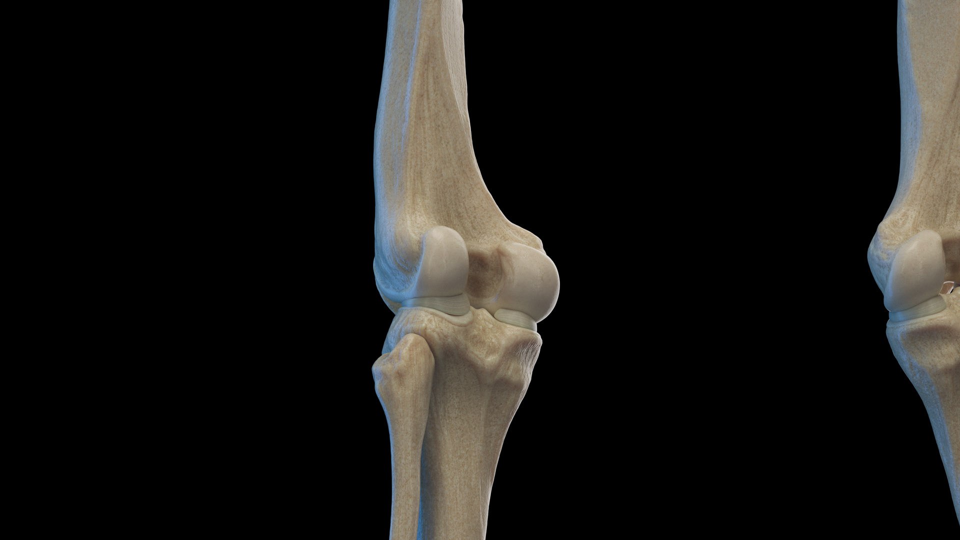 Human Female Skeleton and Muscles Static 3D model - TurboSquid 2063265