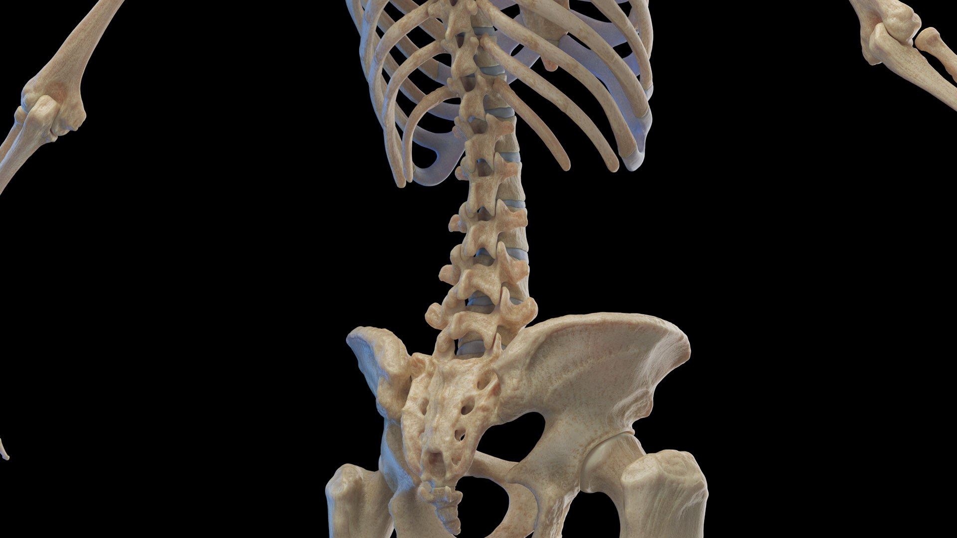 Human Female Skeleton and Muscles Static 3D model - TurboSquid 2063265