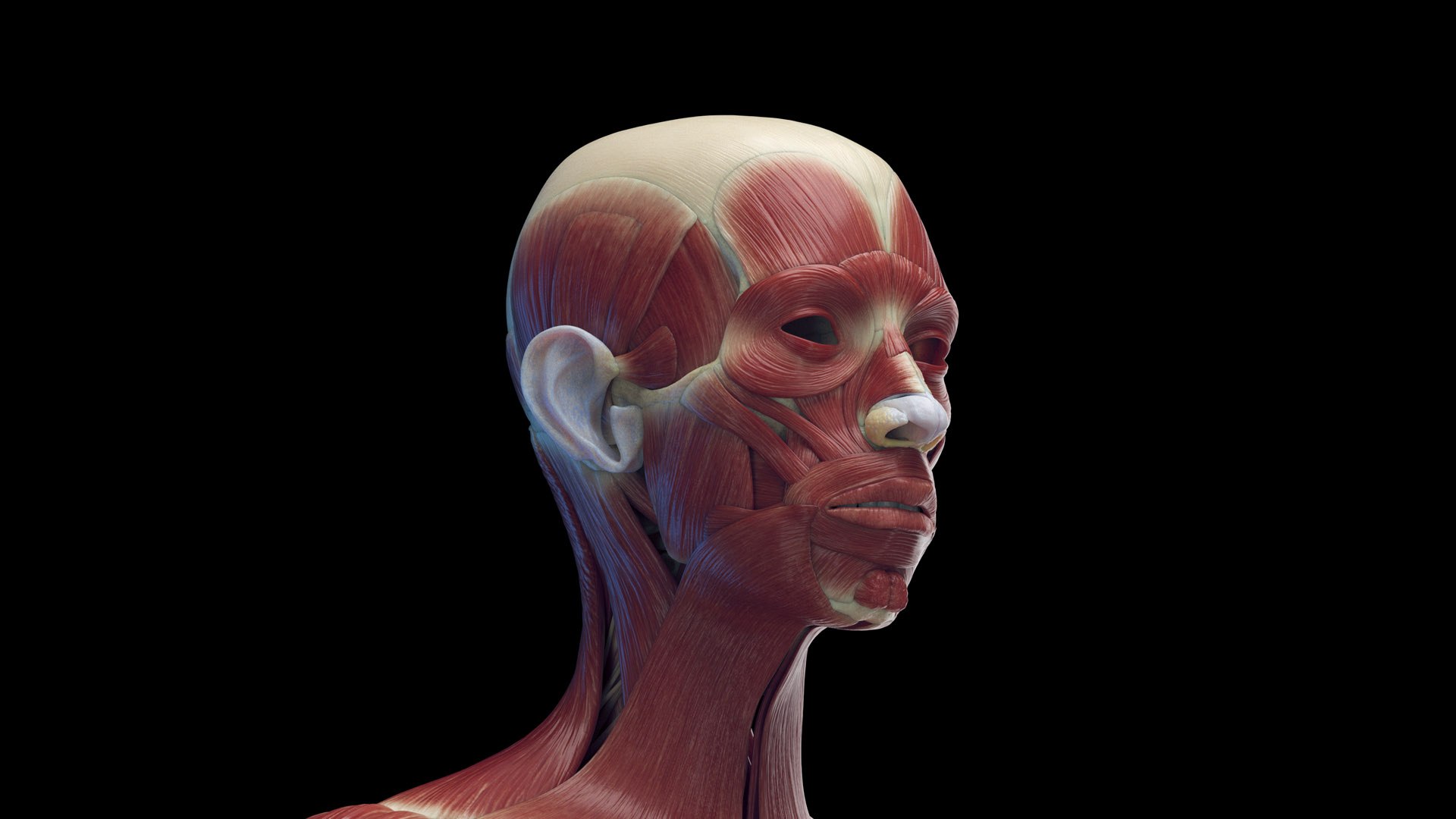 Human Female Skeleton and Muscles Static 3D model - TurboSquid 2063265