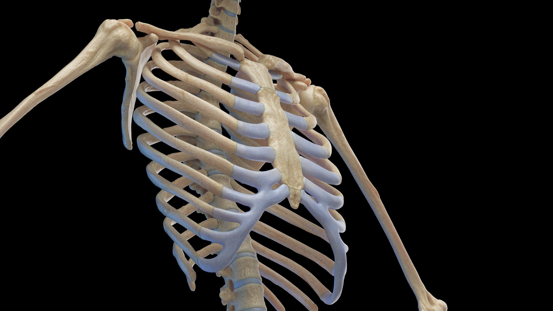 Human Female Skeleton and Muscles Static 3D model - TurboSquid 2063265