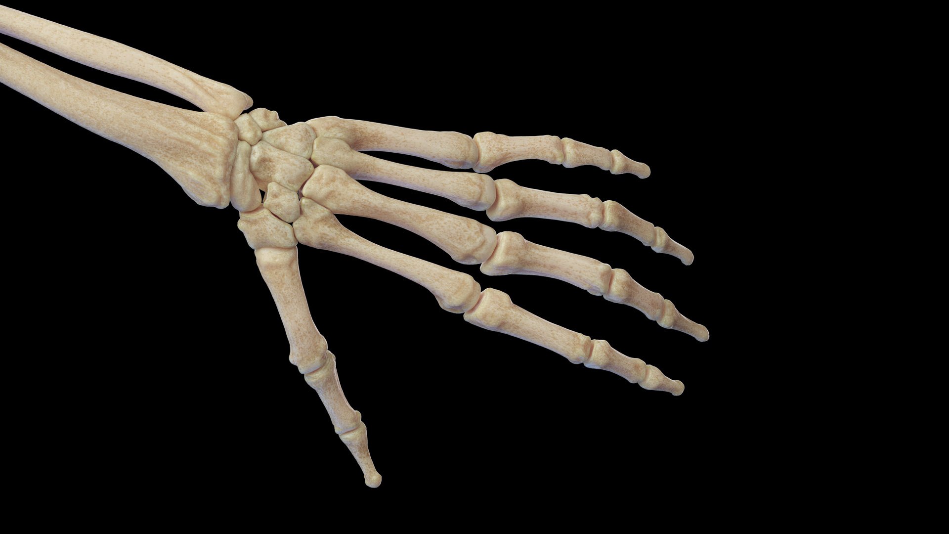 Human Female Skeleton and Muscles Static 3D model - TurboSquid 2063265