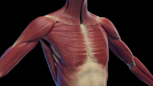 modelo 3d Human Female Skeleton and Muscles Static - TurboSquid 2063265